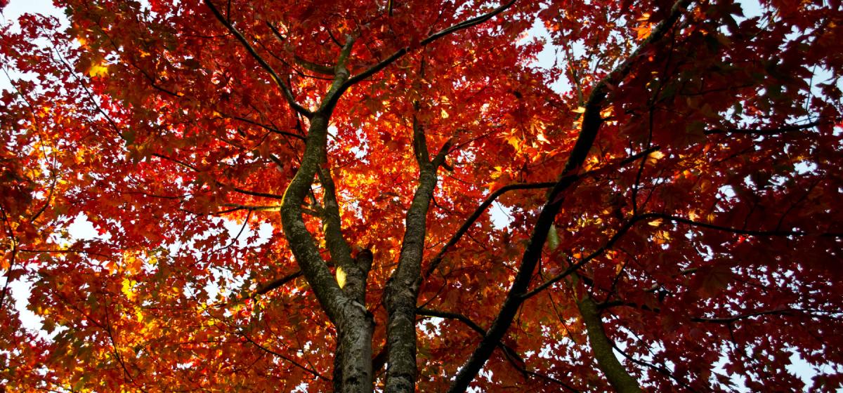 Learning to Love Midlife | Omega Institute Learning to Love Midlife | Omega Institute